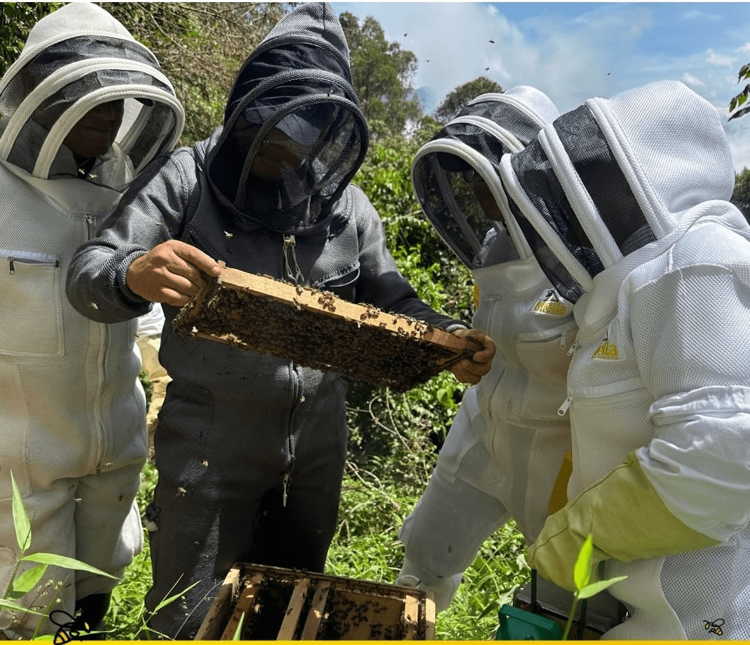 Marmato tendrá un lugar en la COP16 con el proyecto apícola Miella - La ...