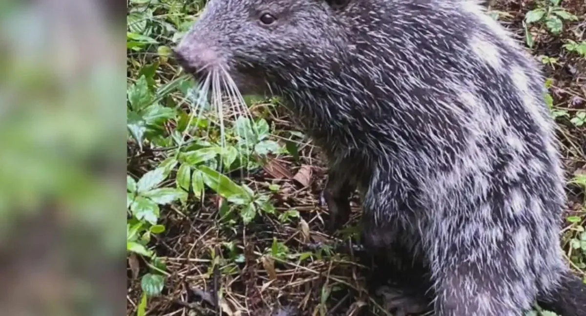 Pacarana: roedor gigante, en peligro, fósil vivo en bosques ...