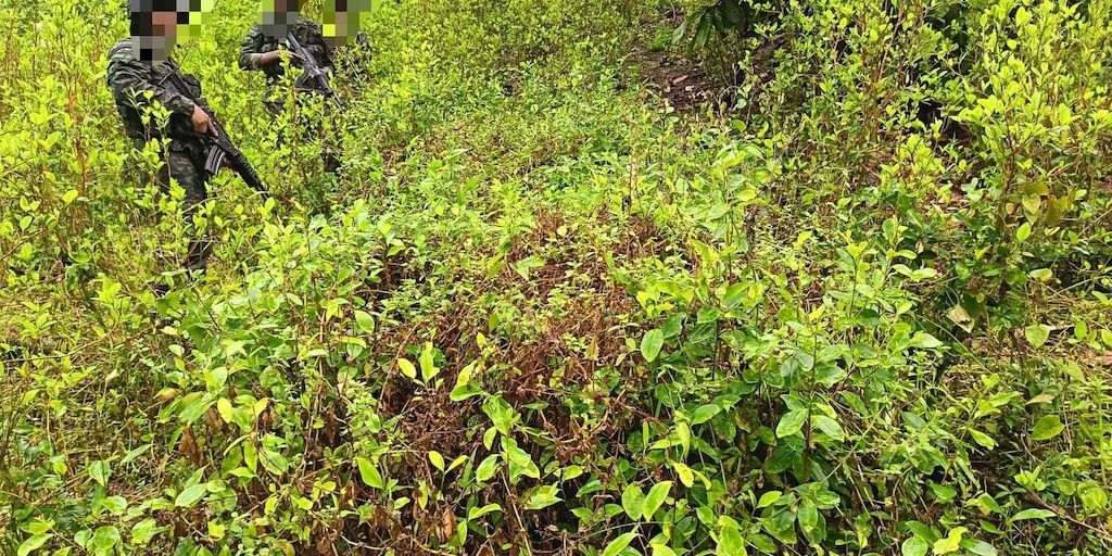 Ejército destruye 3.000 plantas de coca en Alto del Oso, San José del ...
